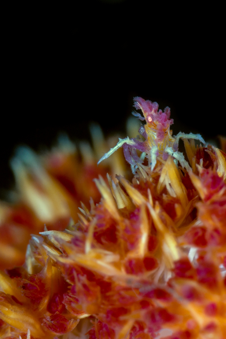 Candy Crab - the sacred moment