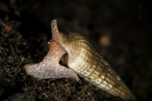 Pyramid Shell Snail - the sacred moment