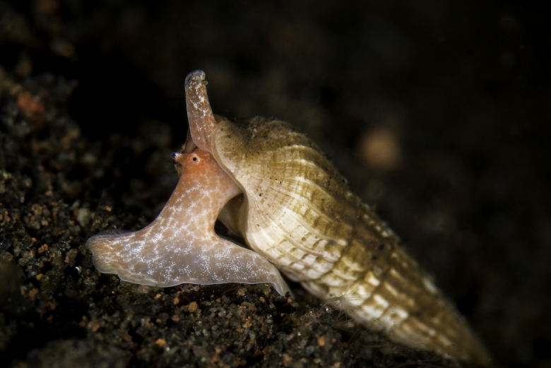 Pyramid Shell Snail - the sacred moment