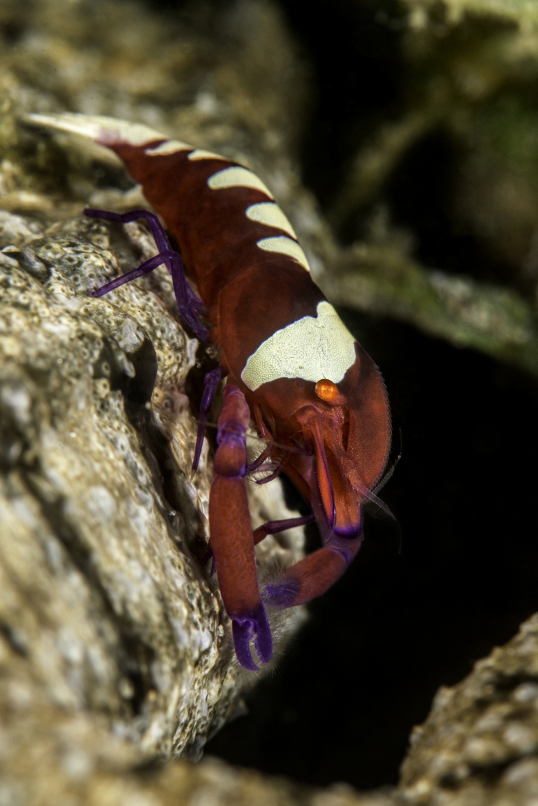 Emperor shrimp - the sacred moment