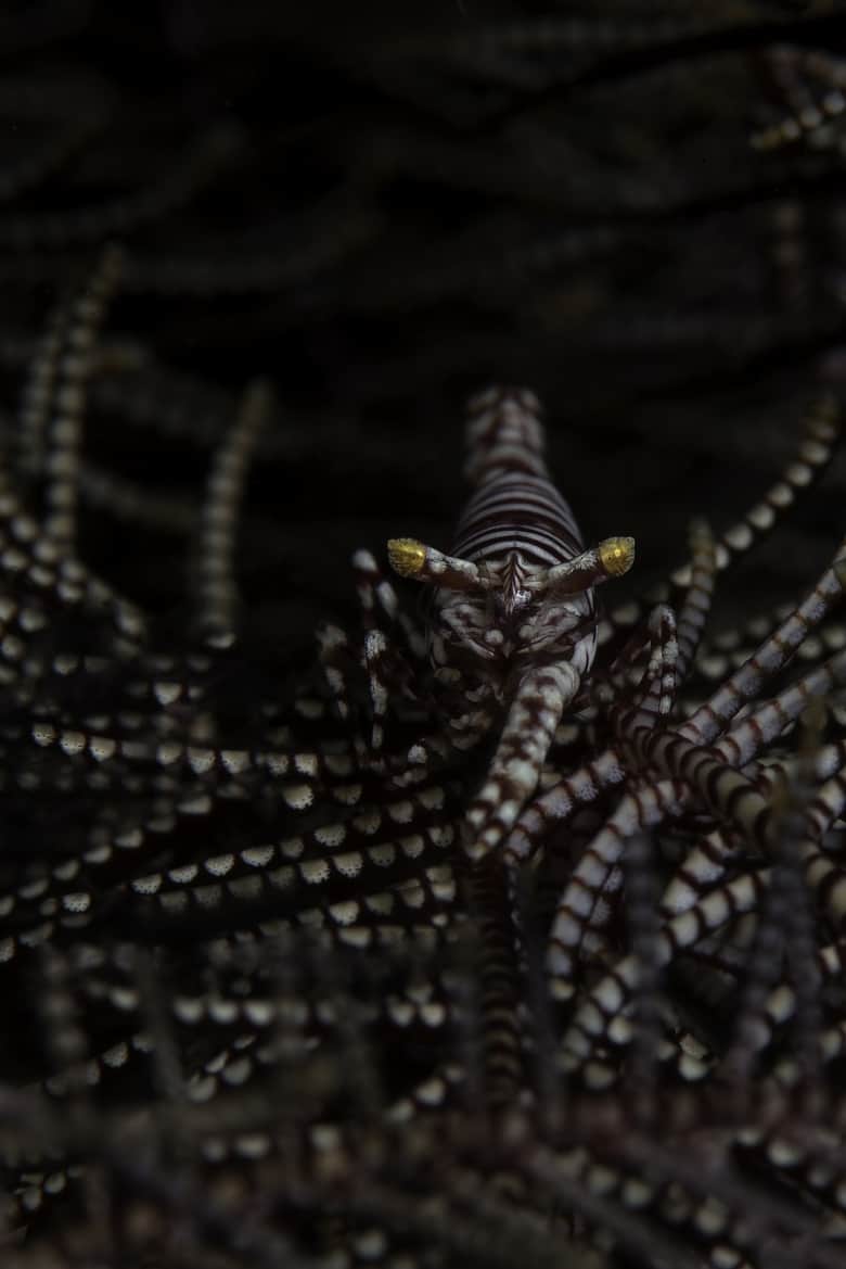 Photographer - the sacred moment