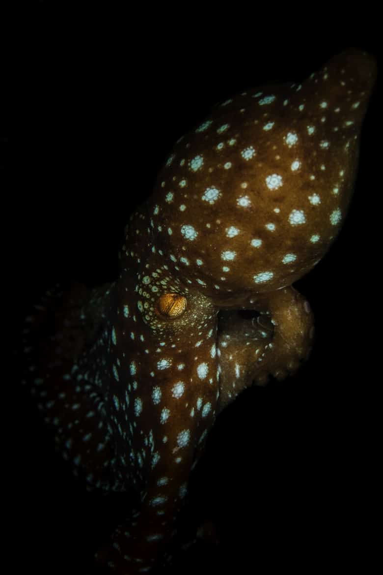Starry night octopus - the sacred moment