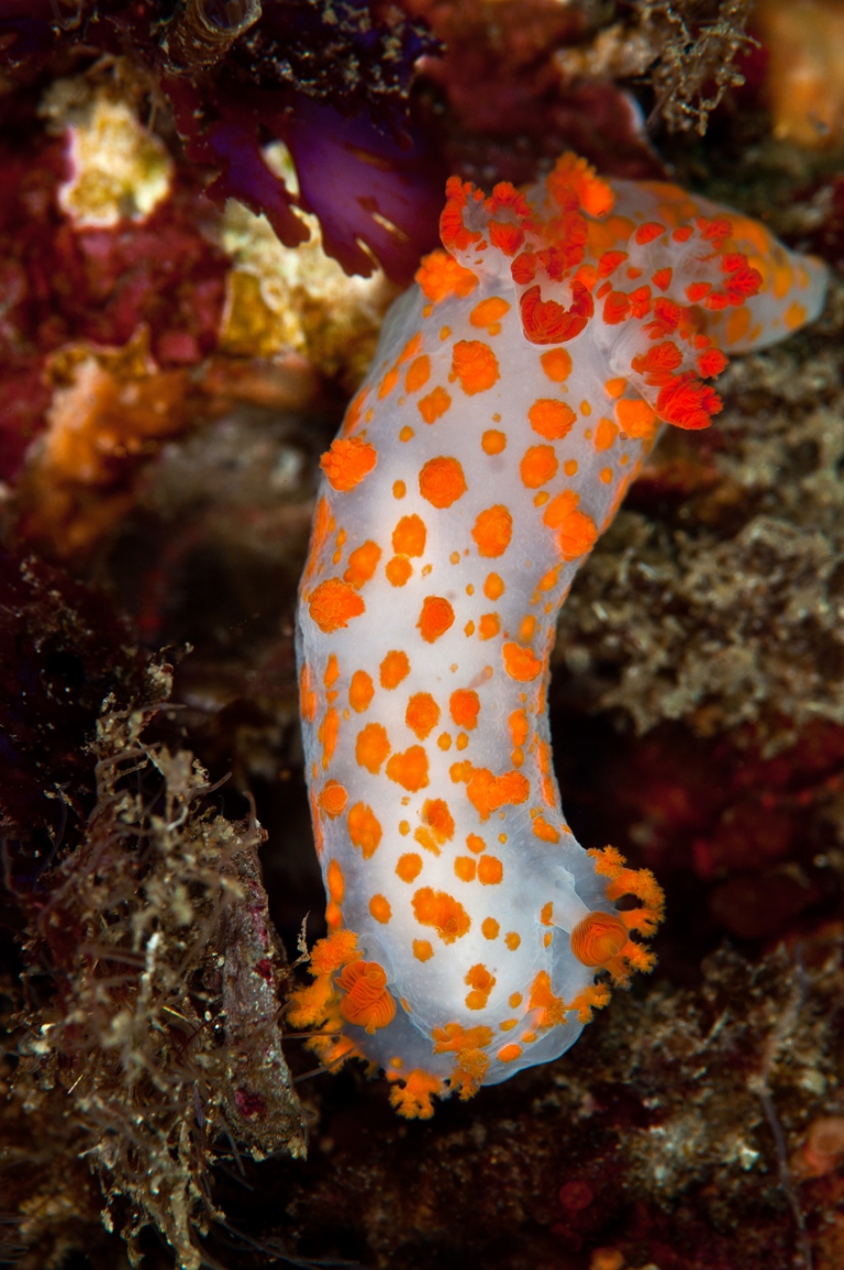 Clown nudibranch - the sacred moment