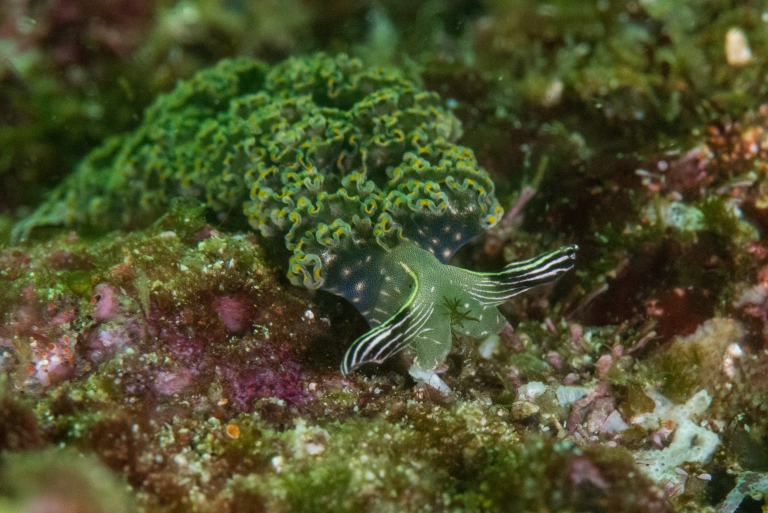 Lettuce sea slug - the sacred moment