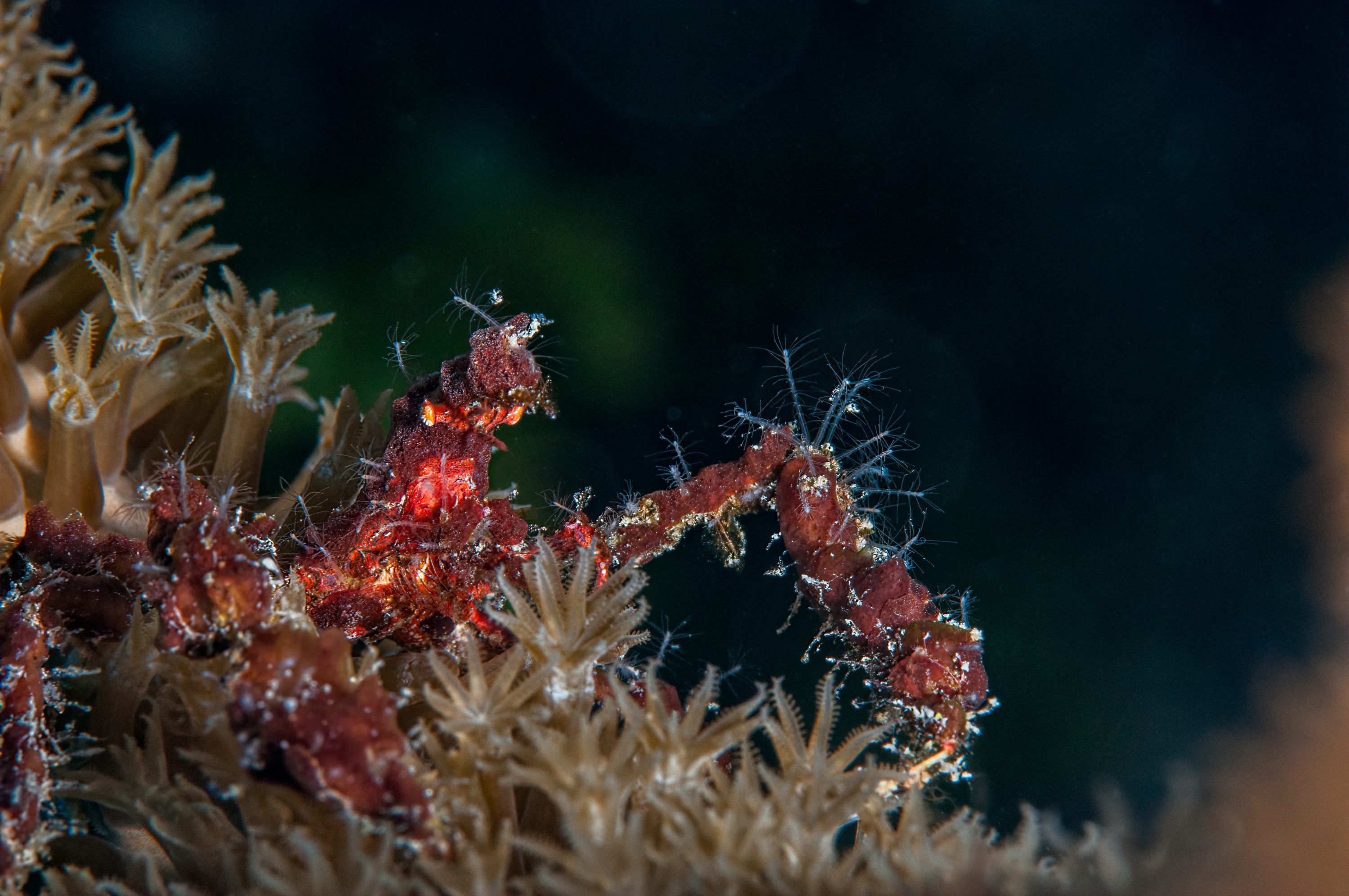 Neck crab - the sacred moment