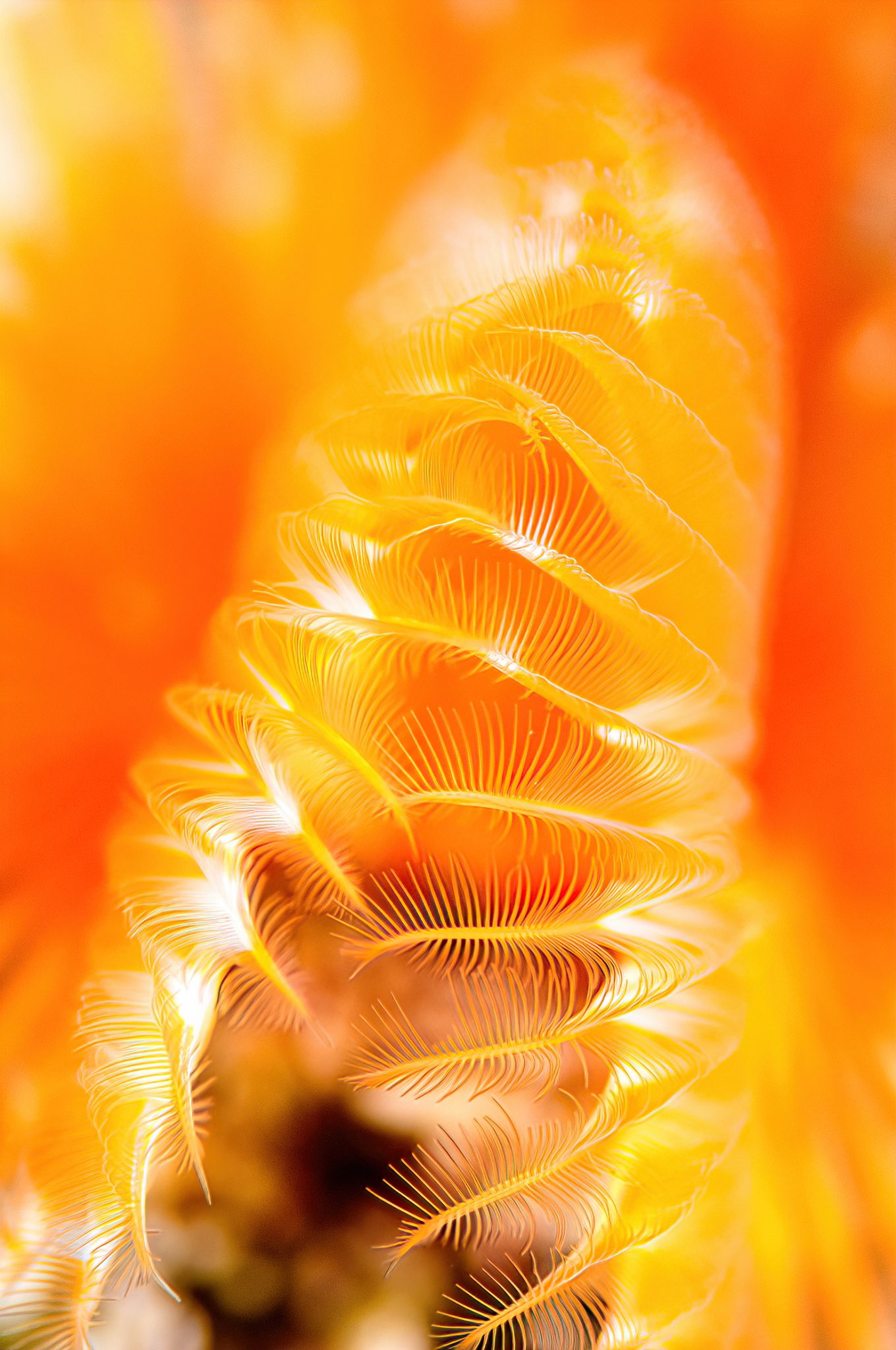 Star horseshoe worm - the sacred moment